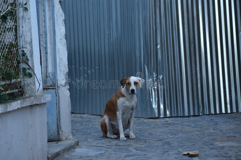 Scared dog in a alley stock image. Image of scenery - 161375745