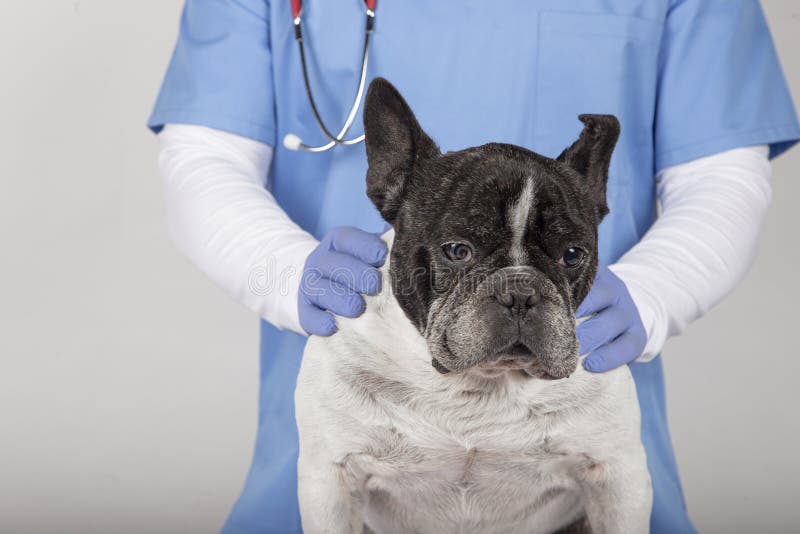 Scared Dog at the Veterinary Surgery Stock Image - Image of canine ...
