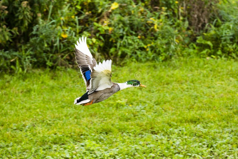 Scared duck stock image. Image of plumage, avian, african - 36732505
