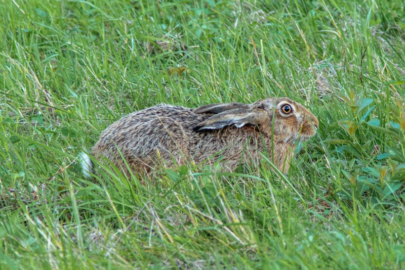 Scared Eurasian Hare Hiding in a Green Grass Field Stock Image - Image ...