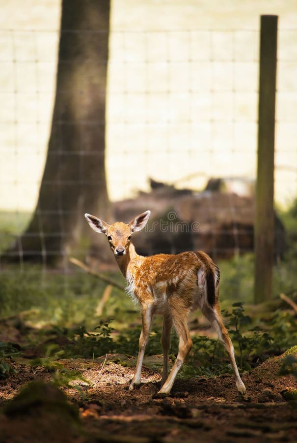 Scared Fawn Looking Back in the Sunlight Stock Image - Image of park ...