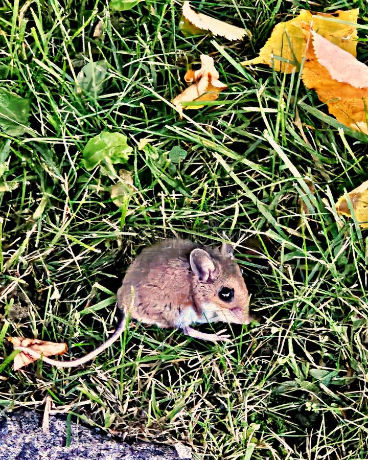 Scared field mouse stock image. Image of mice, grass - 351815335