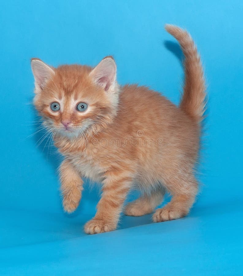 Scared Fluffy Ginger Kitten on Blue Stock Photo - Image of cats ...