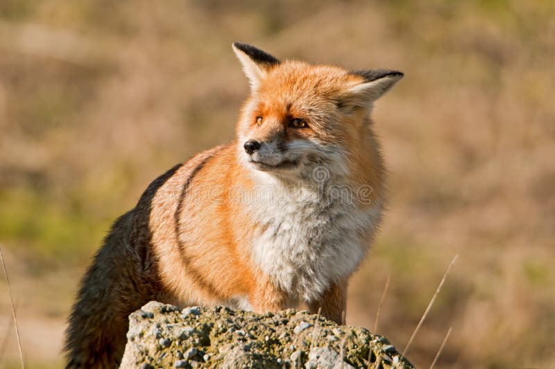 A scared fox stock image. Image of orange, animal, scared - 74157921