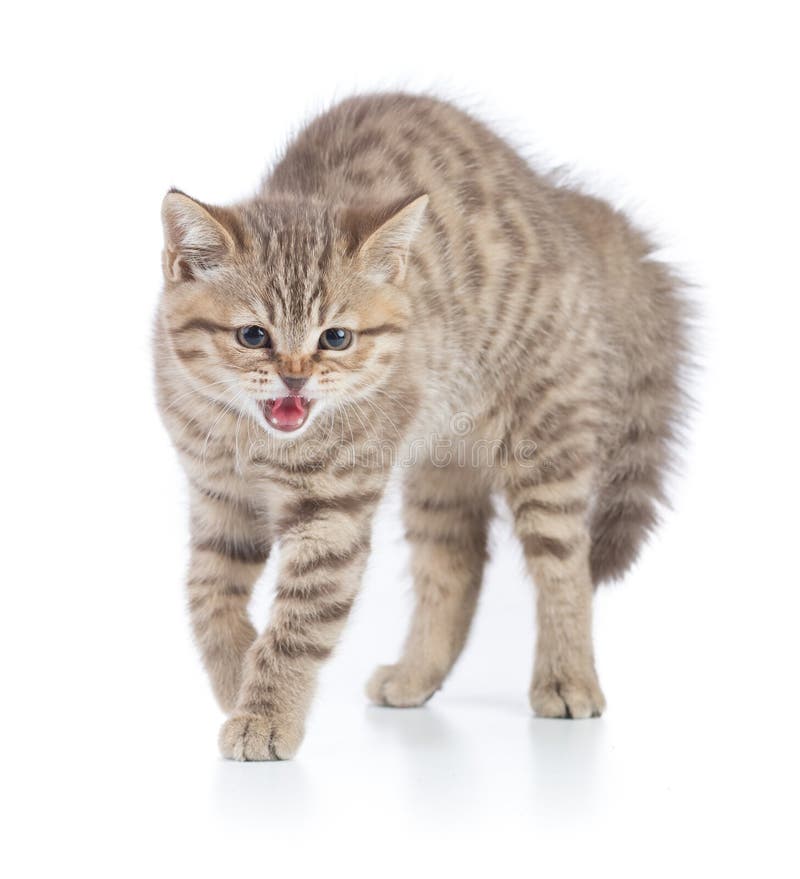 Scared Funny Young Cat Isolated Stock Image - Image of curious ...