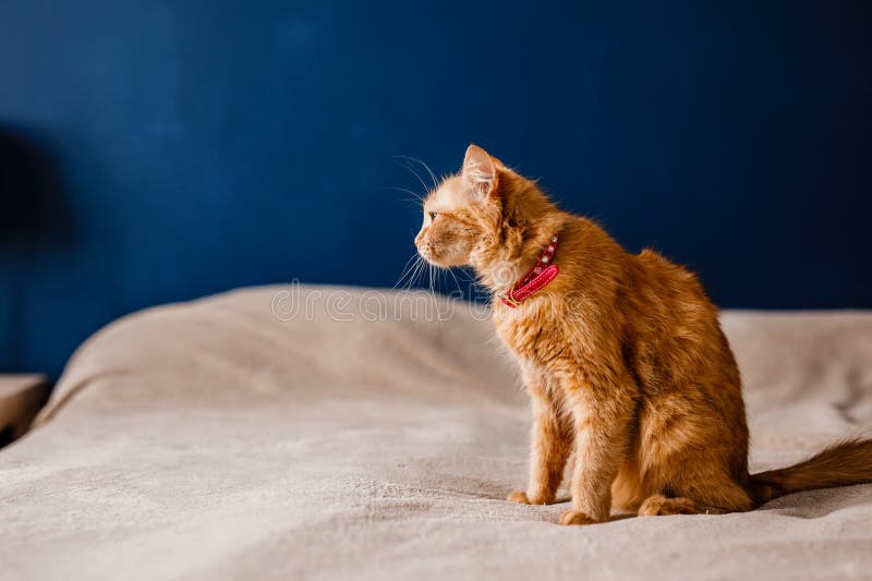 Scared Ginger Cat with a Collar Sitting on the Couch Stock Image ...