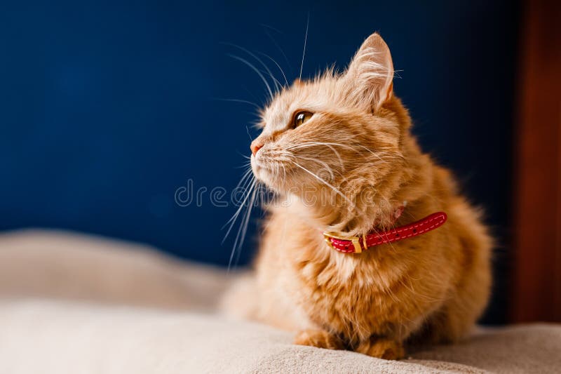 Scared Ginger Cat with a Collar Sitting on the Couch Stock Image ...
