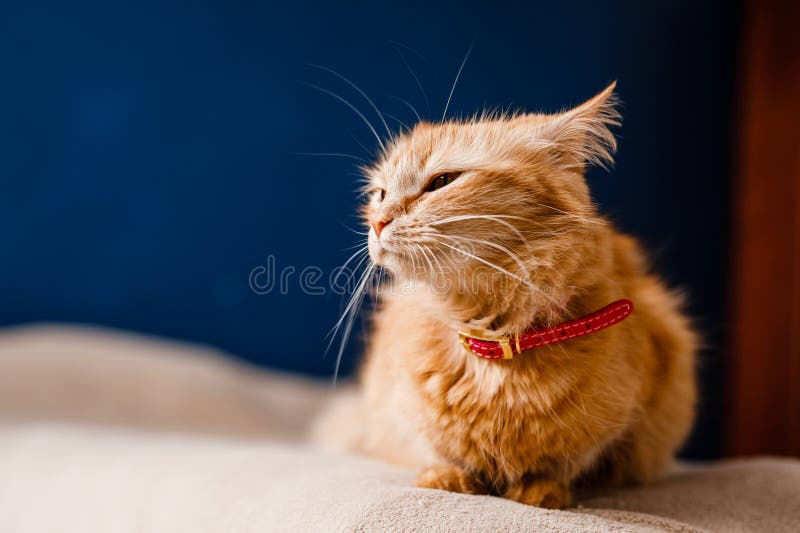 Scared Ginger Cat with a Collar Sitting on the Couch Stock Image ...