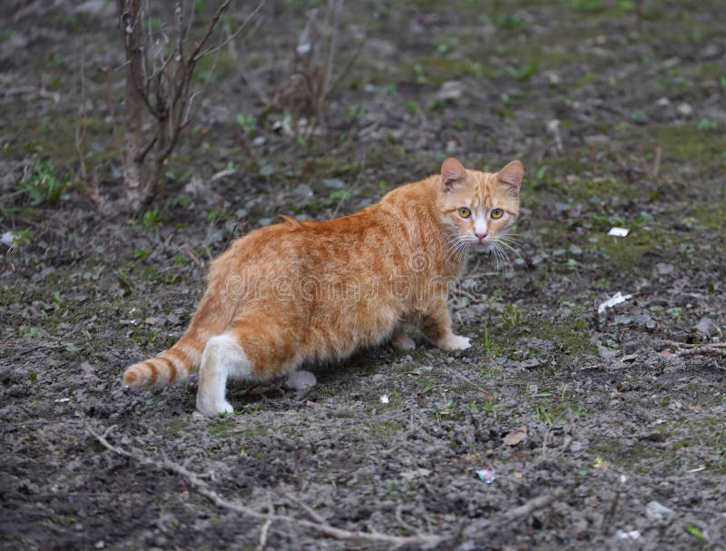 Scared Ginger Cat on the Ground Stock Image - Image of cats, wild ...