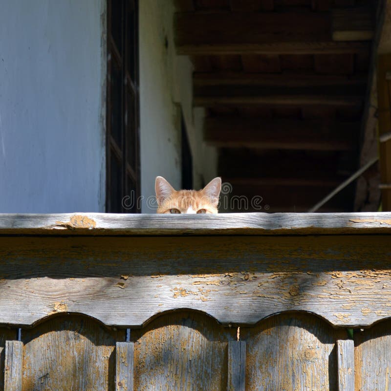 Scared Ginger Cat Hides Behind Verandah Stock Photo - Image of animal ...