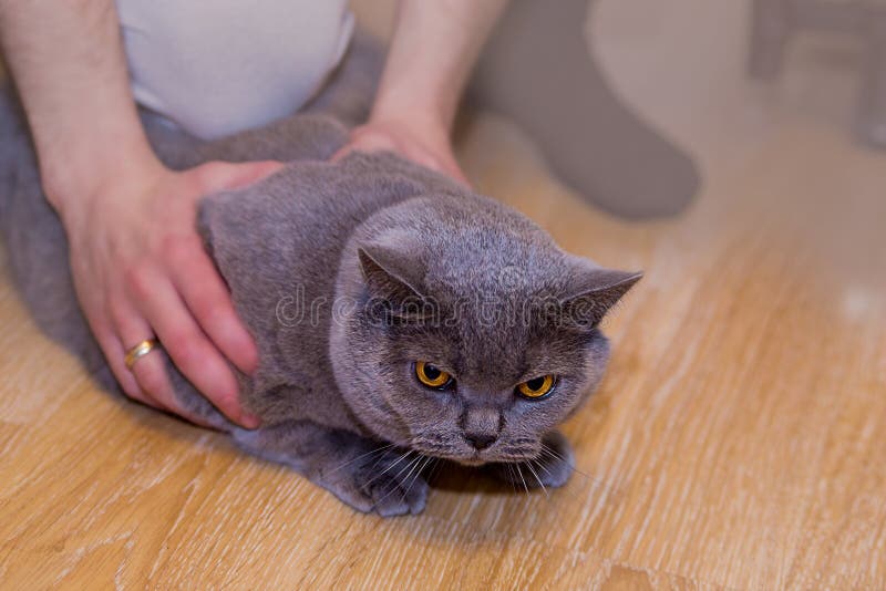 Scared Gray Cat British Keep on the Floor before Vaccination Stock ...