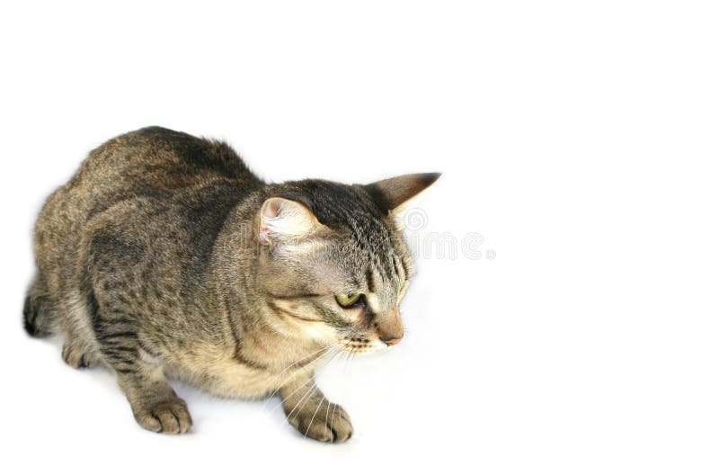 Scared Gray Cat stock photo. Image of studio, kitten - 349012378