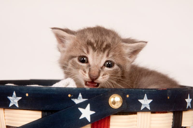 Scared gray kitten crying stock photo. Image of cute - 12795154