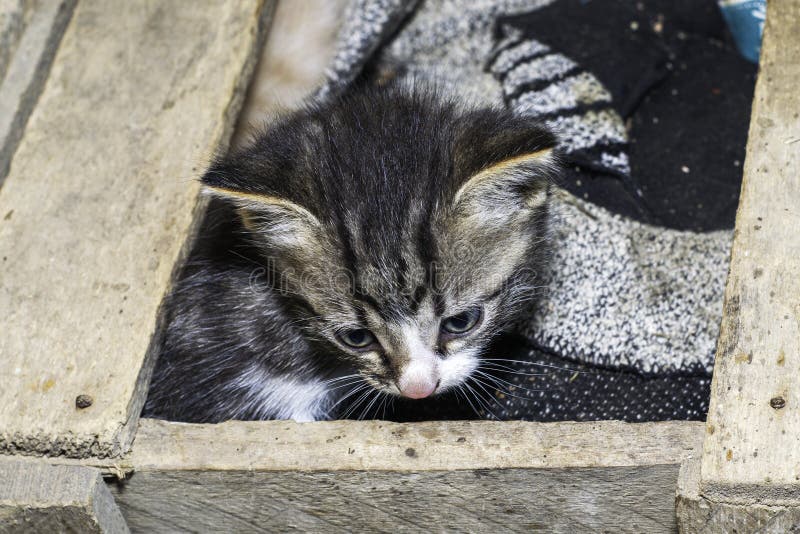 Scared Gray Kitten Hiding in the Wooden Box Stock Photo - Image of ...