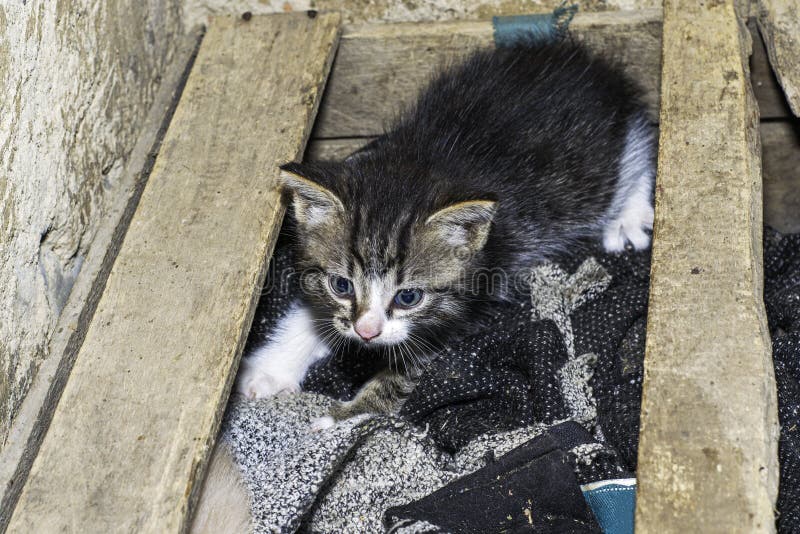 Scared Gray Kitten Hiding in the Wooden Box Stock Photo - Image of ...