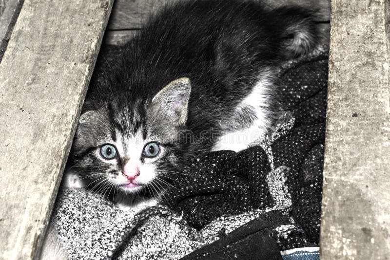 Scared Gray Kitten Hiding in the Wooden Box Stock Photo - Image of ...