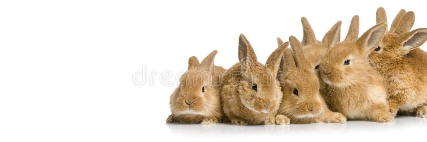 899 Scared Rabbit Stock Photos - Free & Royalty-Free Stock Photos from ...