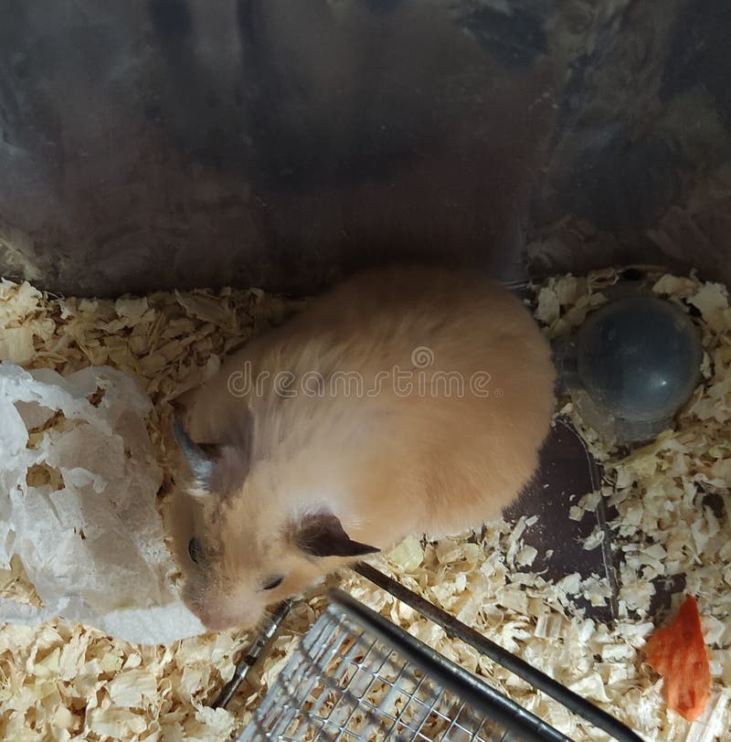 Scared hamster in a cage stock image. Image of closeup - 239721501