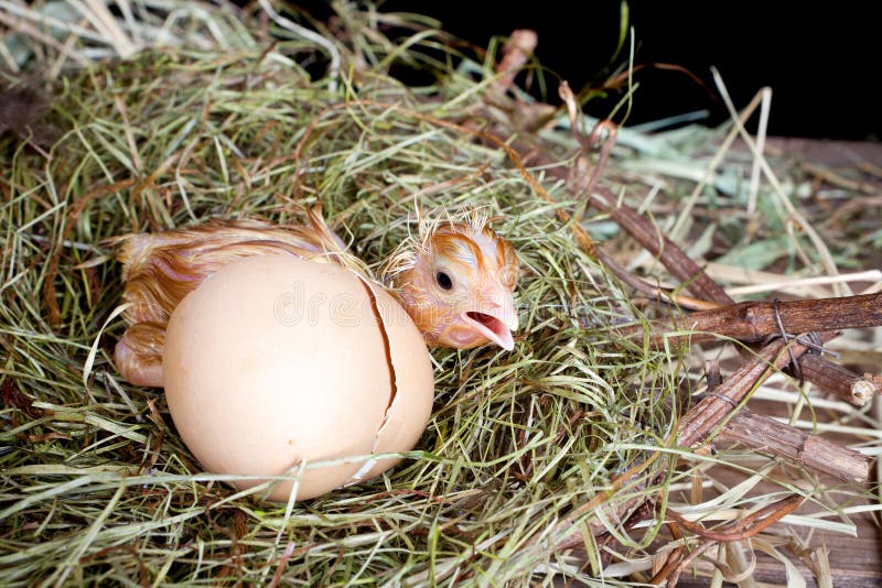 Scared hatched chick stock image. Image of eggs, young - 22823497