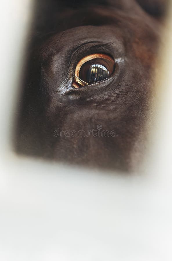 Scared Horse Eye with Bars Reflection Stock Image - Image of eyeball ...