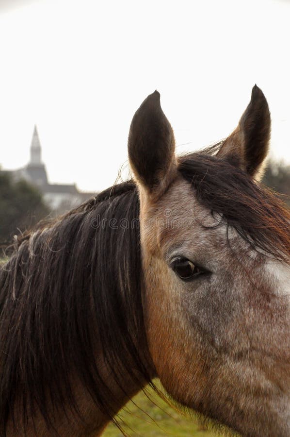 Horse Running Scared Stock Photos - Free & Royalty-Free Stock Photos ...