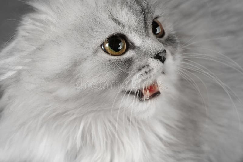 The scared kitten stock image. Image of hiss, nose, fluffy - 1252281