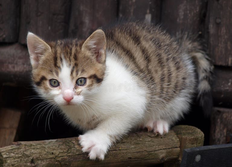Scared kitten stock photo. Image of darling, animal, eyes - 13685084