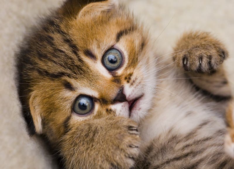 Scared kitten stock image. Image of pets, whisker, domestic - 1836809