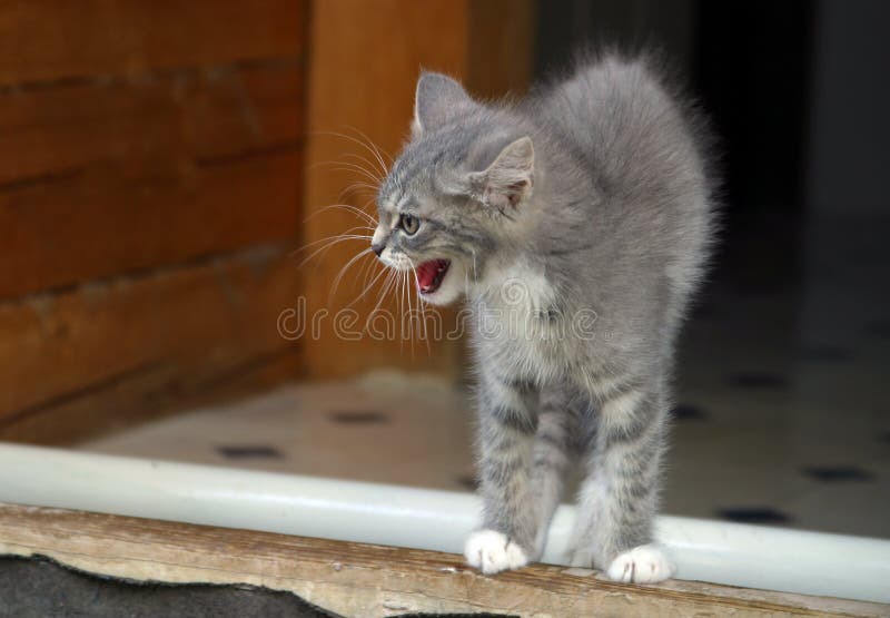 Scared black cat stock photo. Image of shot, vertebrate - 10971898
