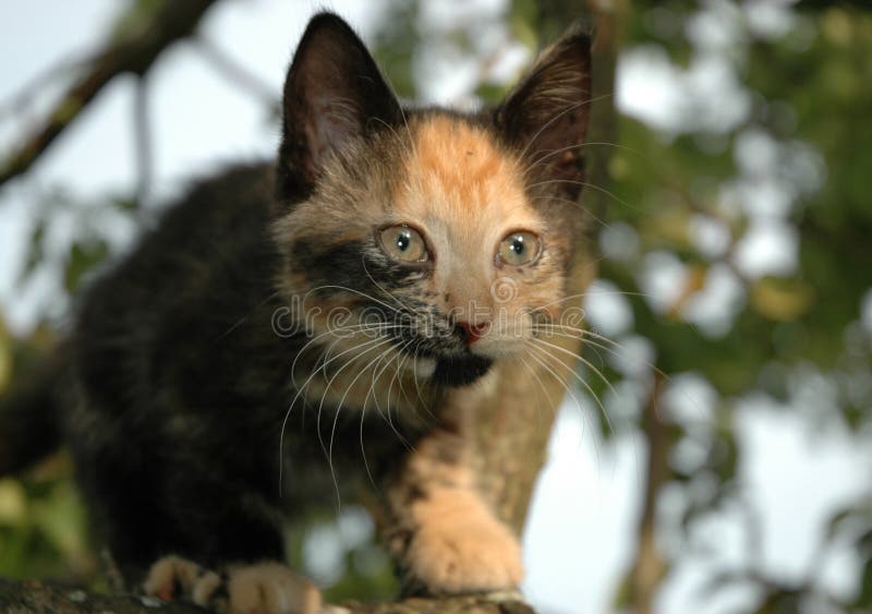 Scared kitten stock image. Image of charming, humor, housecat - 984211