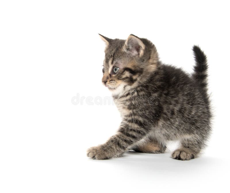Scared Kitten With Arched Back Stock Image - Image of mammal ...