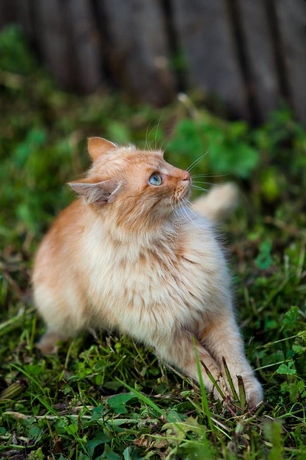 Scared kitten stock image. Image of cats, pussycat, scared - 33002131