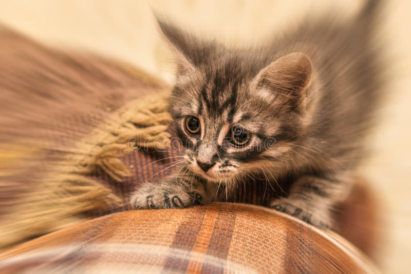 Scared Kitten Hiding at Home. Stock Photo - Image of baby, alert: 86186730