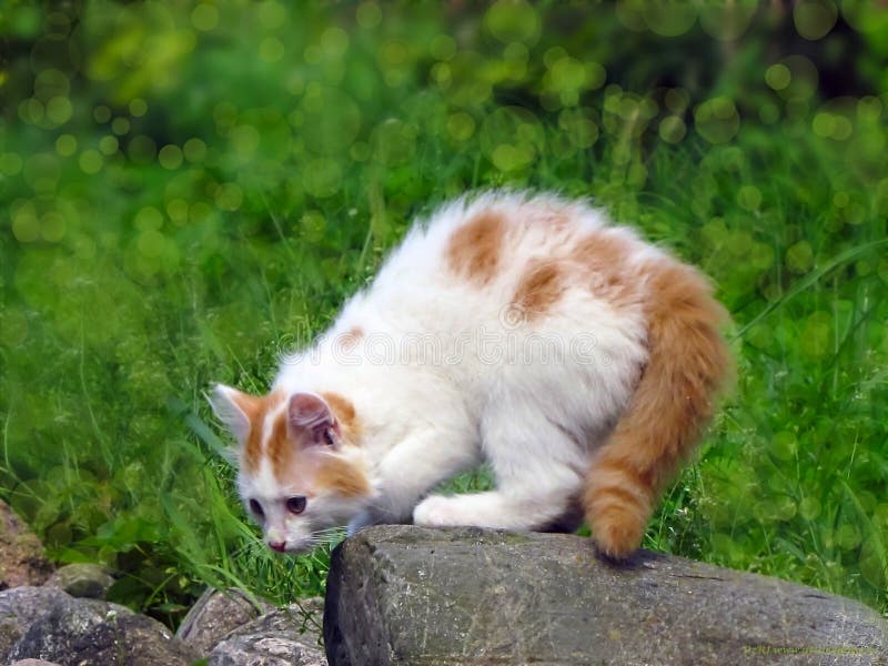 - Scared - Scared Kitten Outside. Stock Image - Image of farmhouse ...