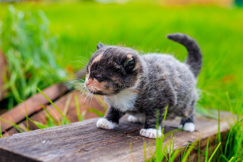 A Scared Kitten Stands on a Log. Little Kitten on the Street. Fluffy ...