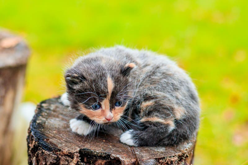 A Scared Kitten Stands on a Log. Little Kitten on the Street. Fluffy ...