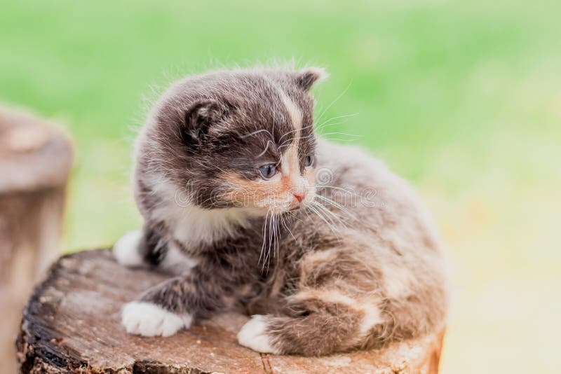 A Scared Kitten Stands on a Log. Little Kitten on the Street. Fluffy ...