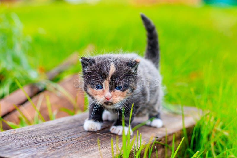 A Scared Kitten Stands on a Log. Little Kitten on the Street. Fluffy ...