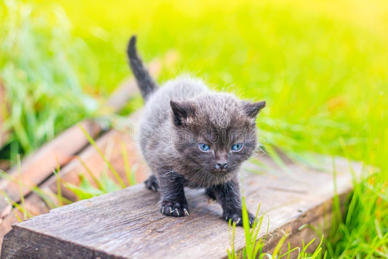 A Scared Kitten Stands on a Log. Little Kitten on the Street. Fluffy ...
