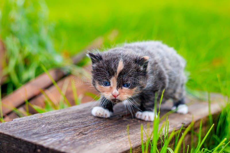 A Scared Kitten Stands on a Log. Little Kitten on the Street. Fluffy ...