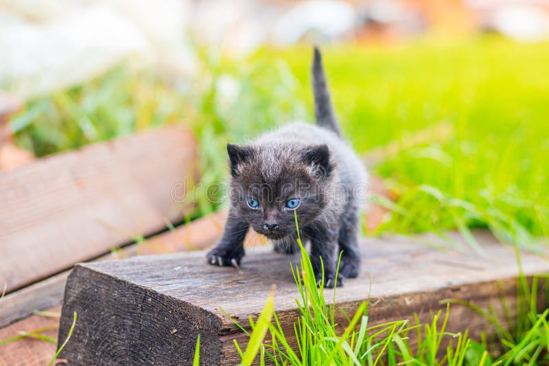A Scared Kitten Stands on a Log. Little Kitten on the Street. Fluffy ...