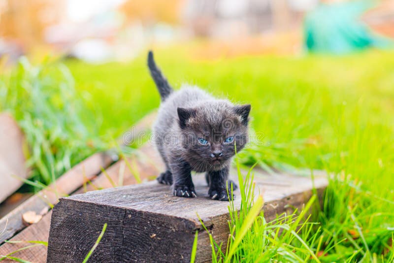 A Scared Kitten Stands on a Log. Little Kitten on the Street. Fluffy ...
