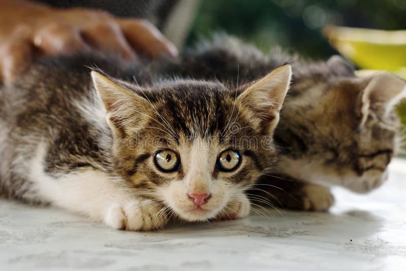 Scared little cat stock image. Image of small, young - 18422407