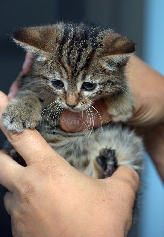 Tiny tabby kittens stock image. Image of relax, relaxed - 30257517