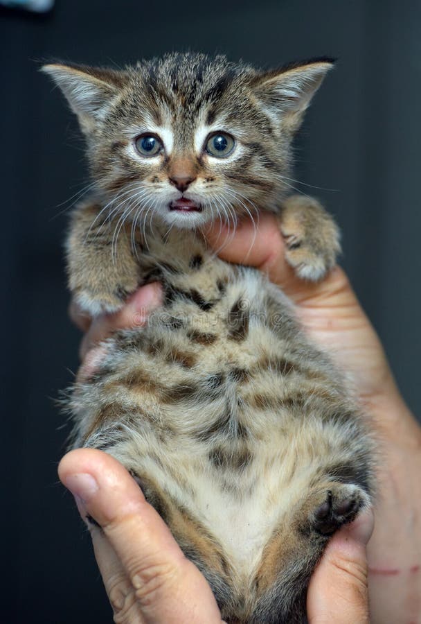 Tiny tabby kittens stock image. Image of relax, relaxed - 30257517