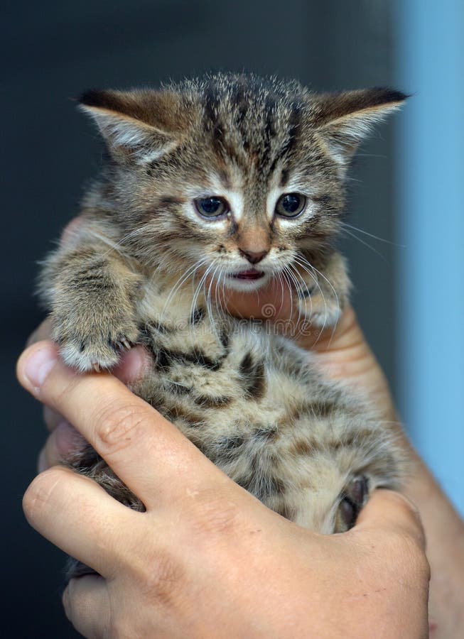 Tiny tabby kittens stock image. Image of relax, relaxed - 30257517