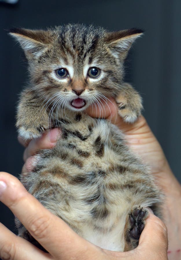 Scared Little Tabby Kitten in Hands Stock Photo - Image of grey, home ...
