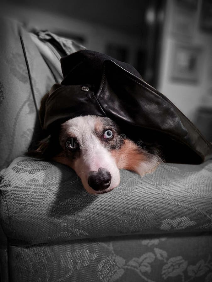 Scared look stock image. Image of flash, shades, couch - 340156823