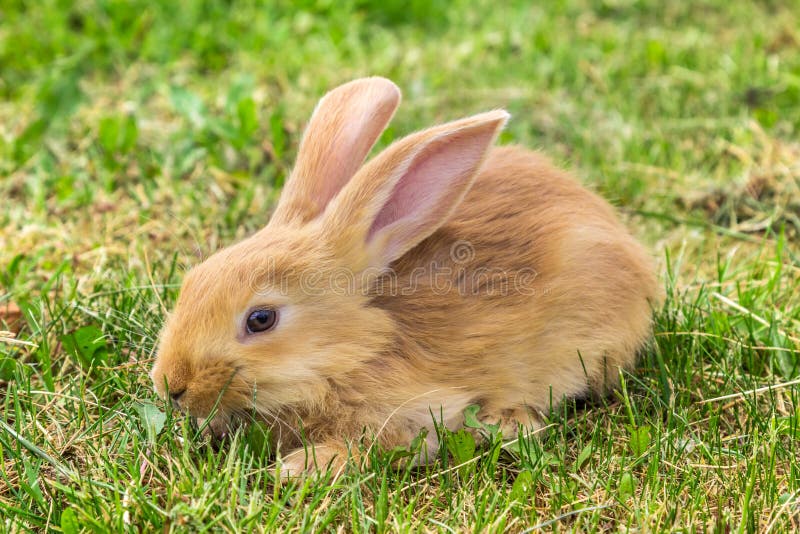 Scared look stock photo. Image of blue, bold, blond, expression - 8726328