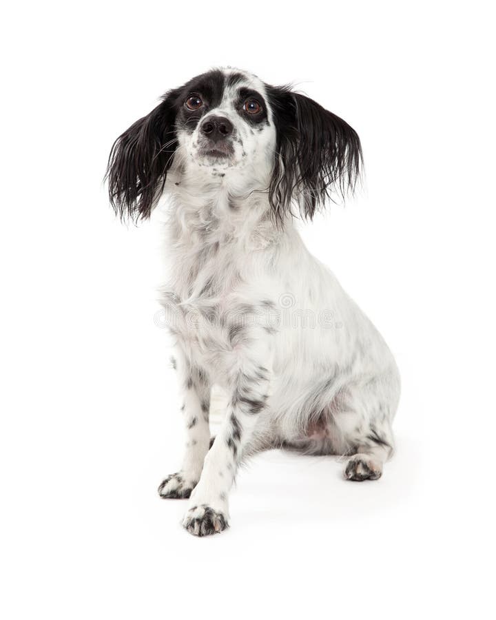 Scared Looking Dachshund Mixed Breed Dog Standing Stock Photo - Image ...